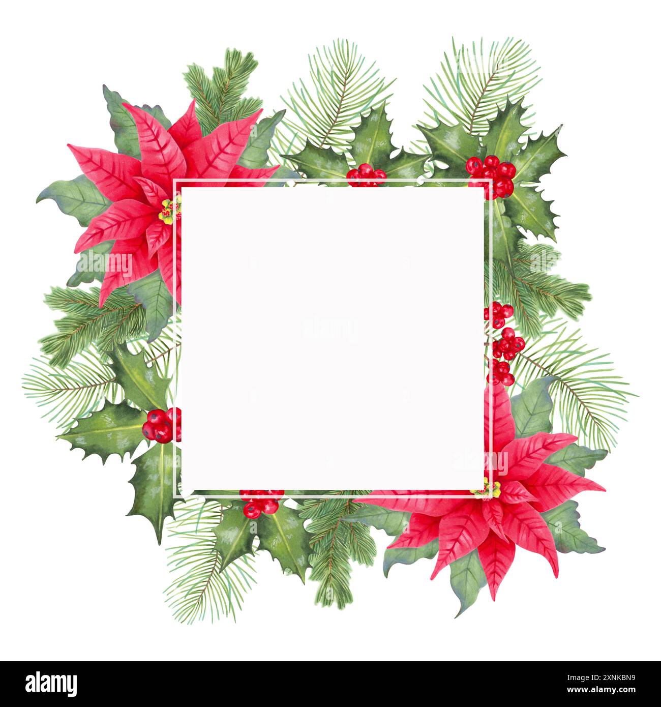 Square frame with poinsettia flower, holly berries, leaves with conifer ...