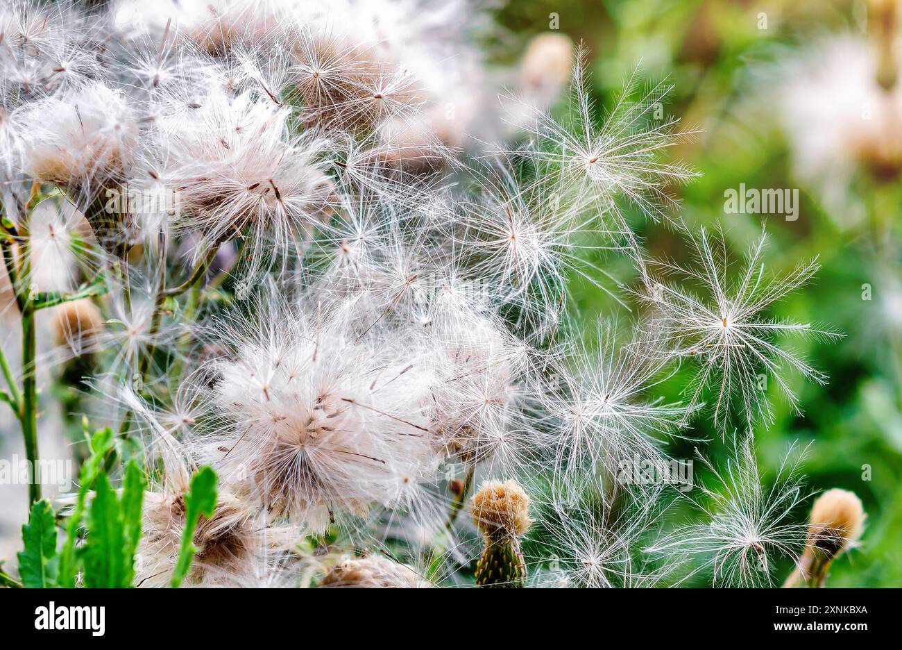 Flowers of thistle seed pods in the meadows. Dispersal of seeds by the ...