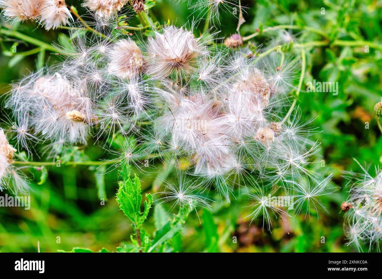 Flowers of thistle seed pods in the meadows. Dispersal of seeds by the ...