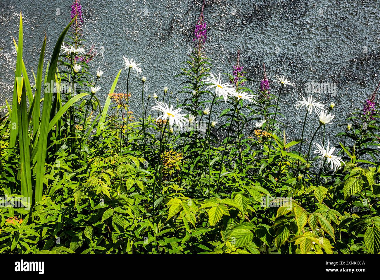 Daisies by roadside hi-res stock photography and images - Alamy