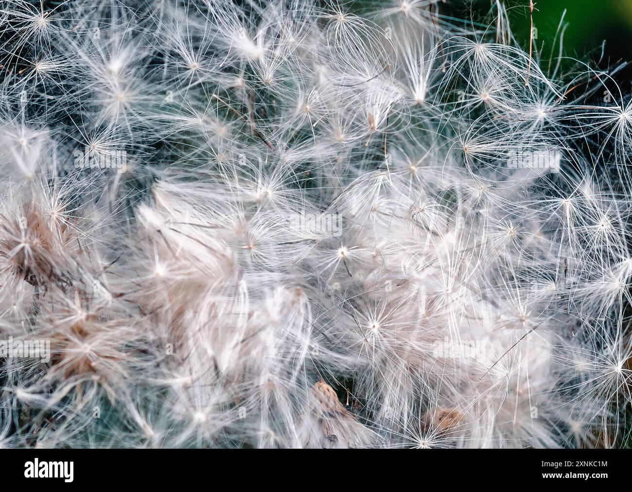 Flowers of thistle seed pods in the meadows. Dispersal of seeds by the ...