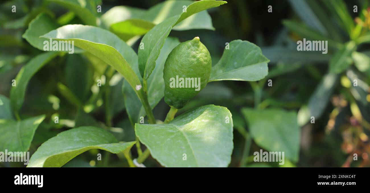 a small lemon tree with a lemon Stock Photo - Alamy