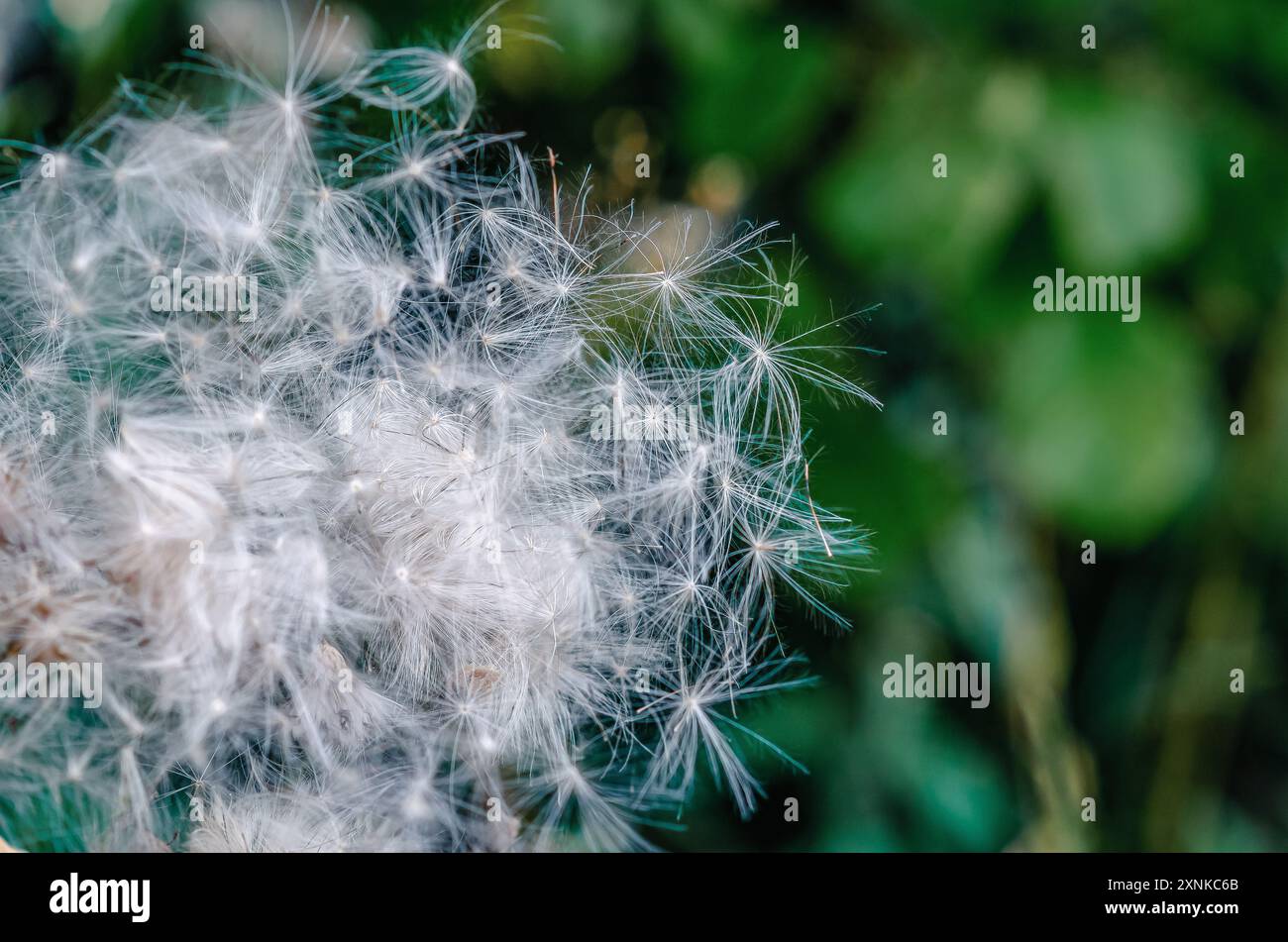 Flowers of thistle seed pods in the meadows. Dispersal of seeds by the ...
