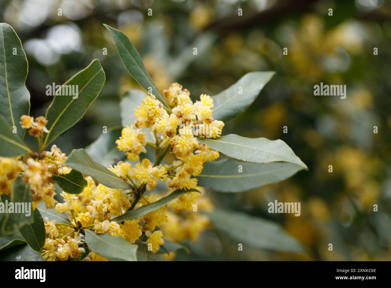 Bay bush laurus nobilis hi-res stock photography and images - Alamy