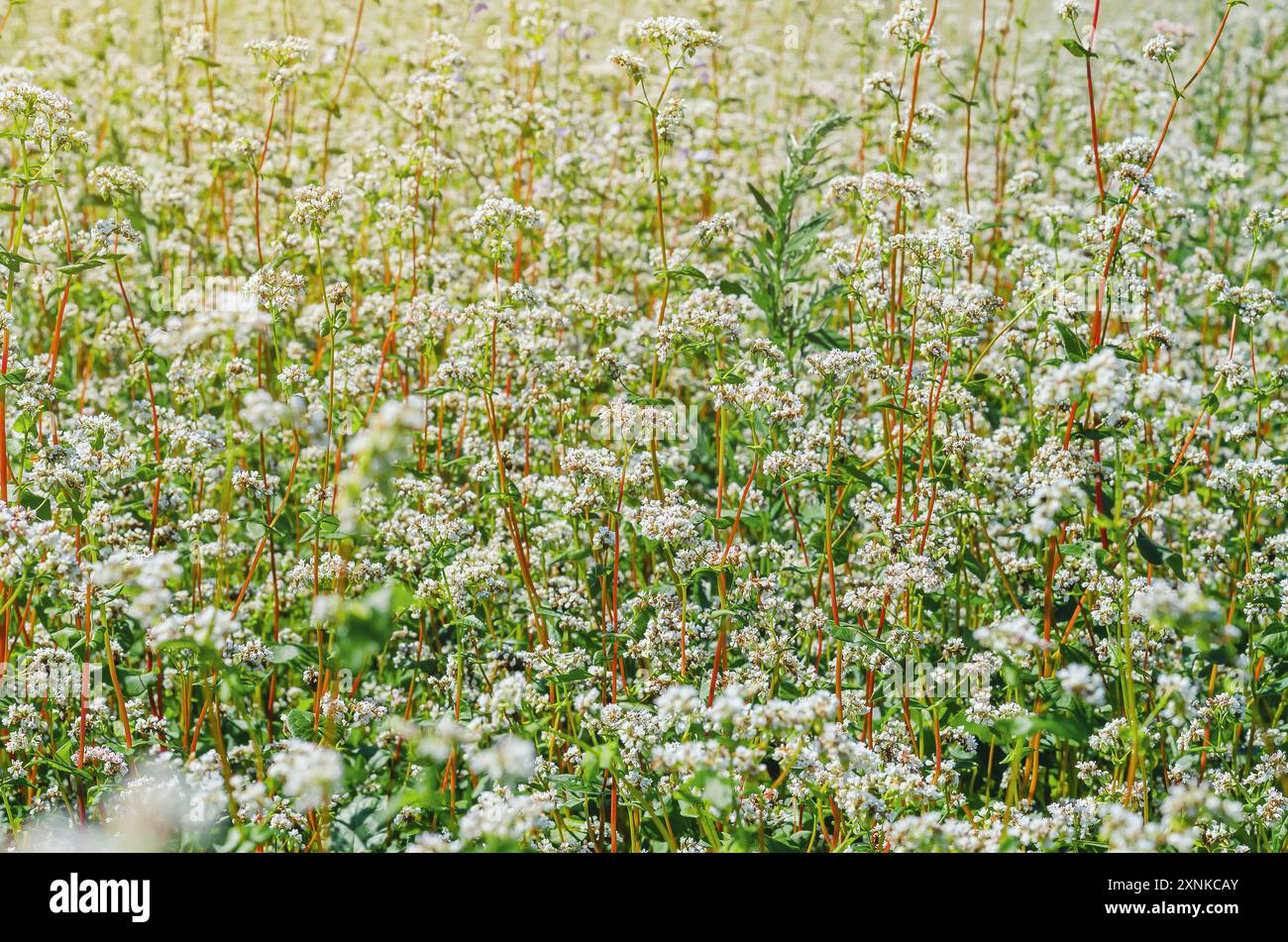 Buckwheat flowering in field. White buckwheat flowers in summer Stock ...