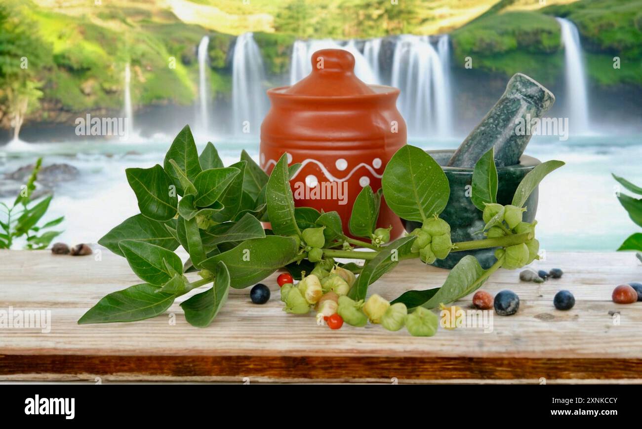 Ashwagandha plant with Fresh Leaves at studio background, also known as ...