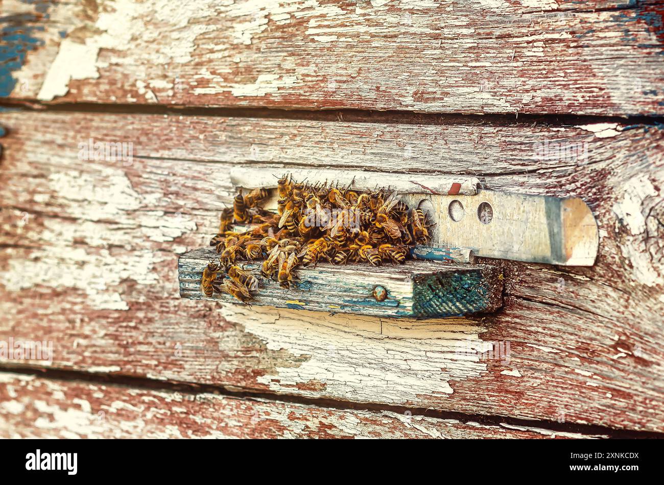 Bees on the fly of the hive. Bee swarm leaves the hive Stock Photo - Alamy
