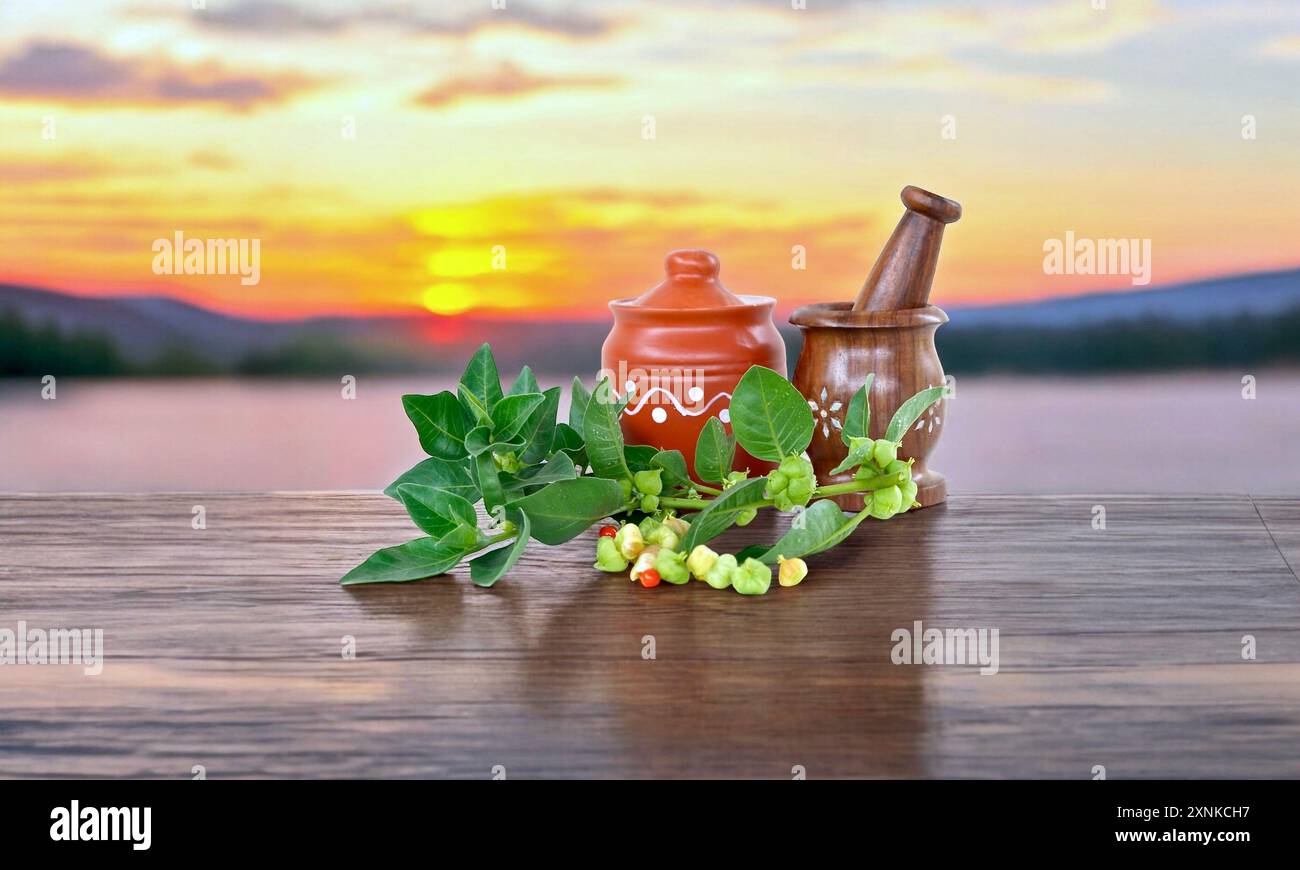 Immunity booster plant leaves, known commonly as ashwagandha Its roots ...