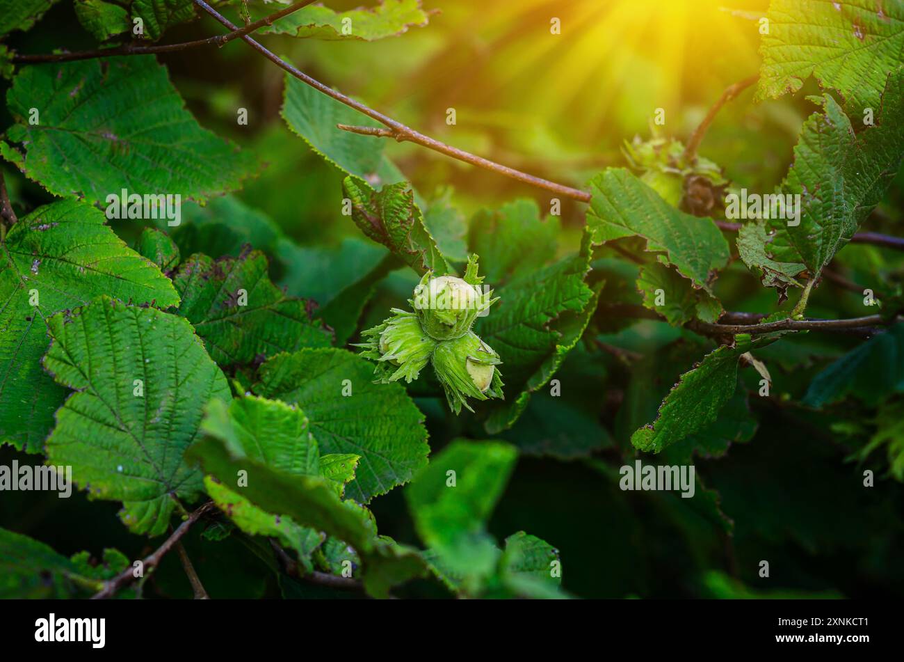Close-up of man farmer hands plucks collects ripe hazelnuts from a ...