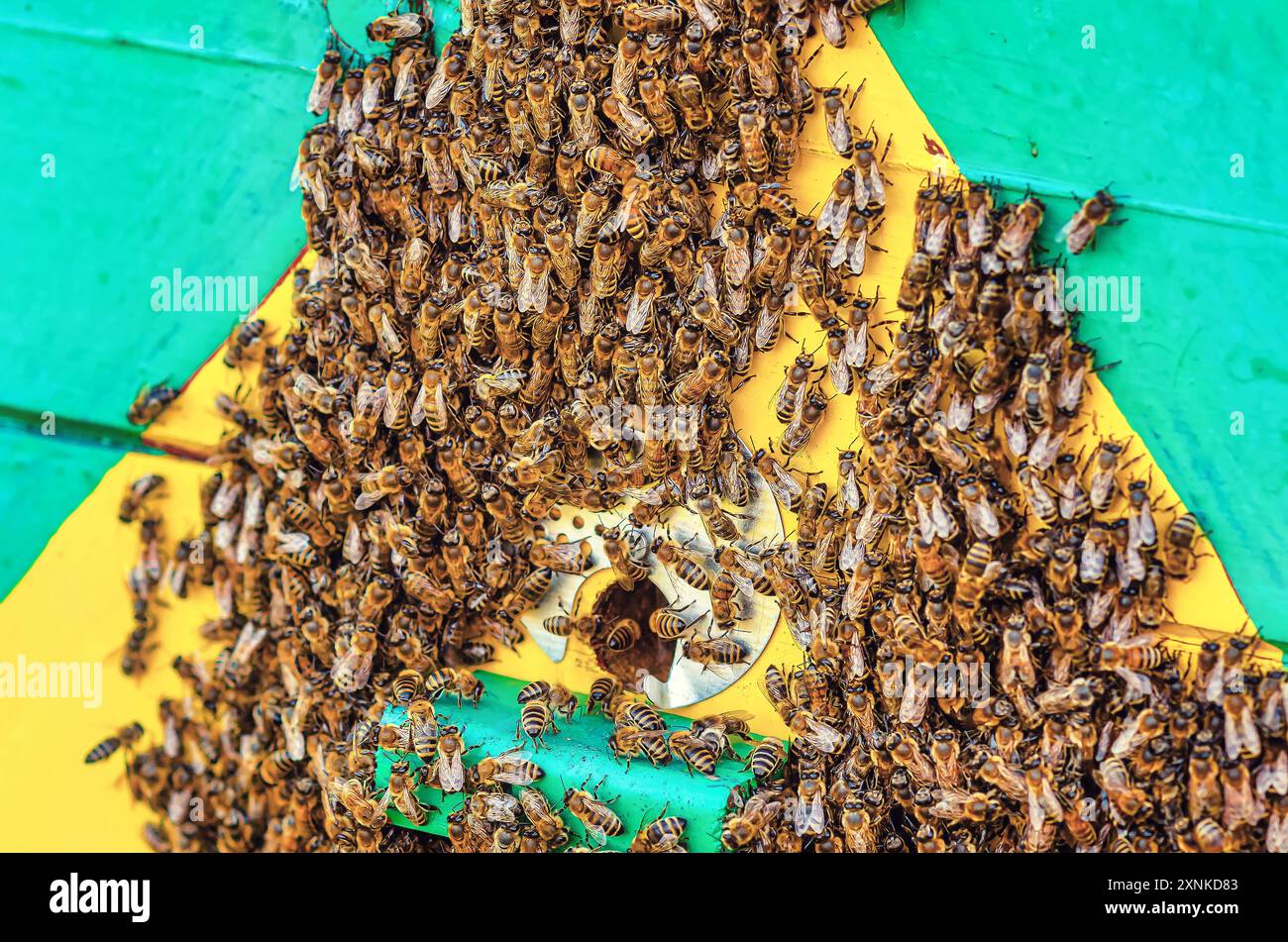 Bee swarm on the beehive wall. Exit of the swarm from the hive. Escape ...