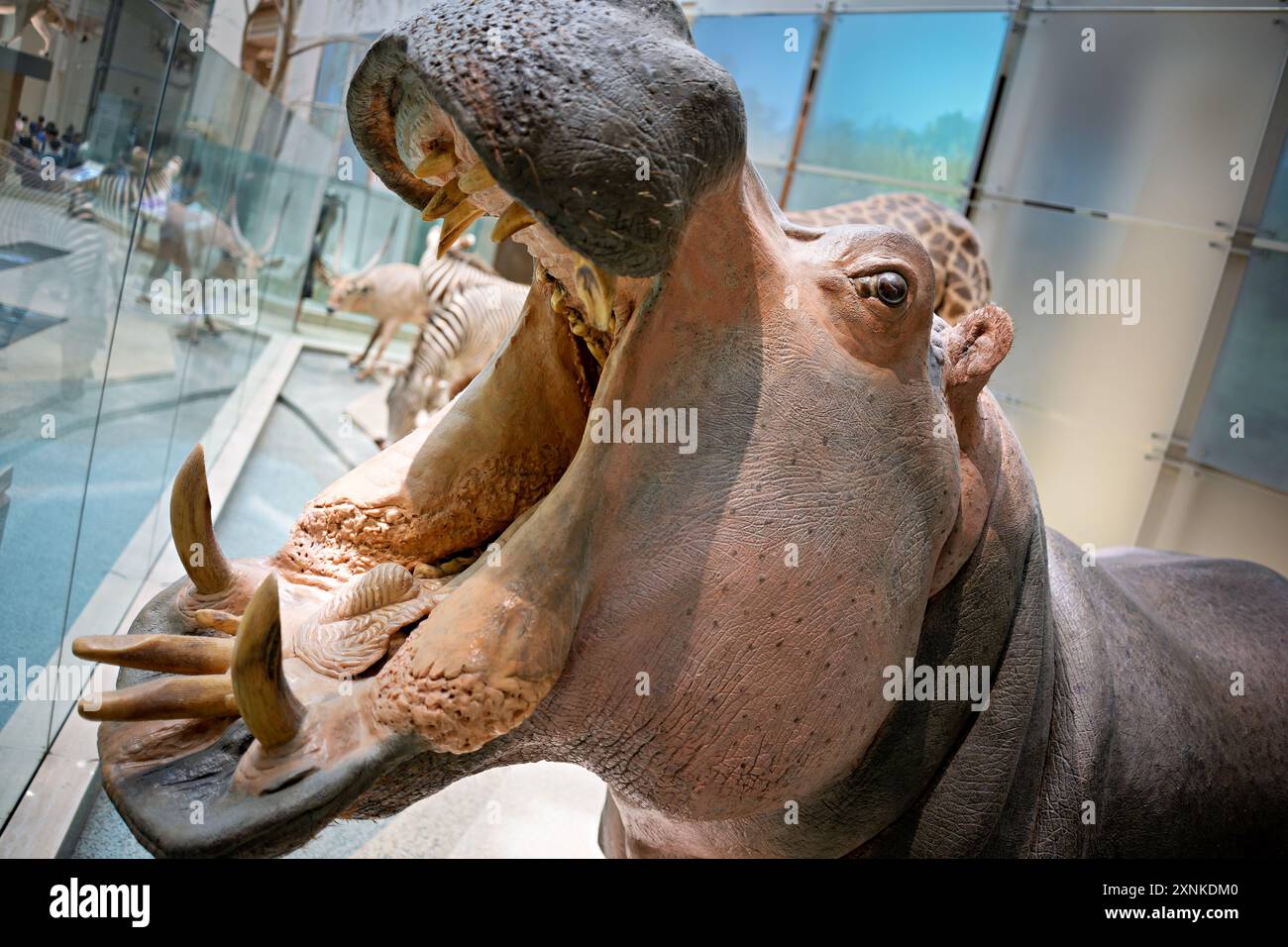 National museum natural history hippo hi-res stock photography and ...