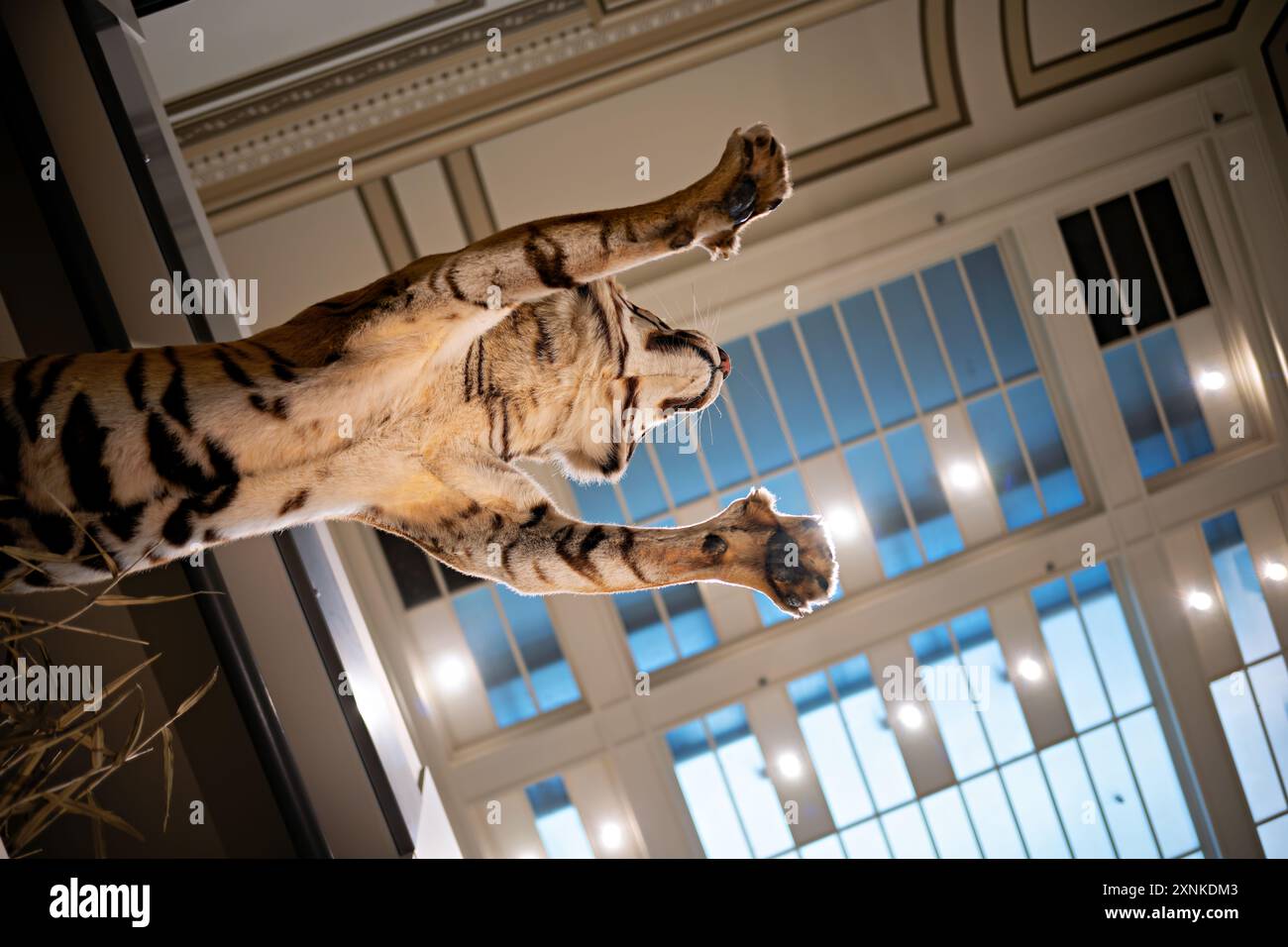 National Museum Of Natural History Taxidermied Tiger Washington DC ...