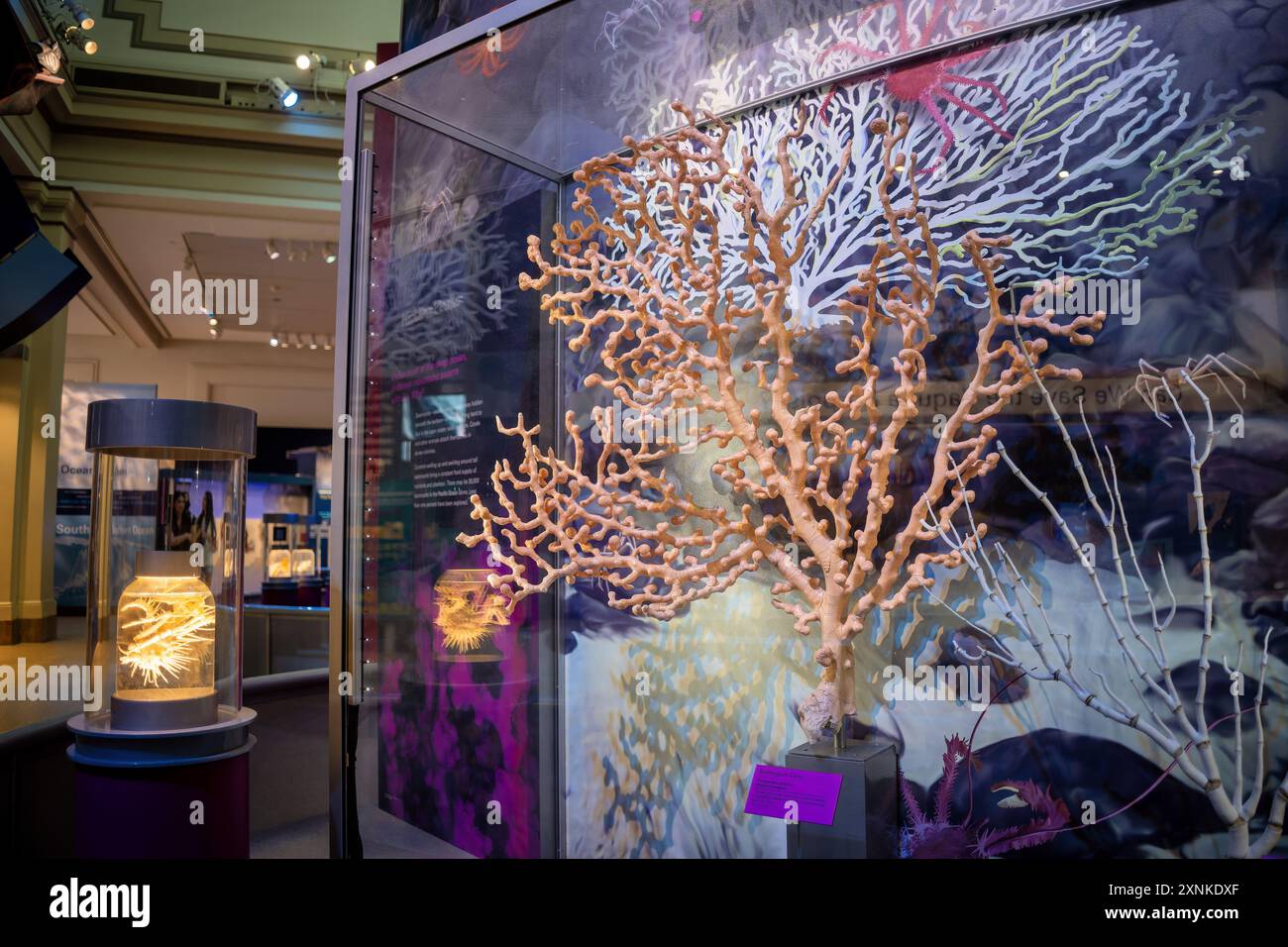 Marine life exhibit hi-res stock photography and images - Alamy