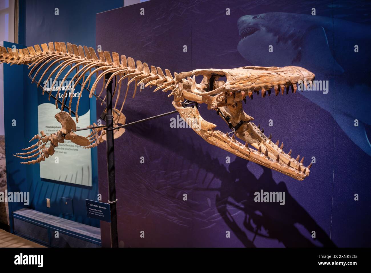 Prognathodon kianda hi-res stock photography and images - Alamy