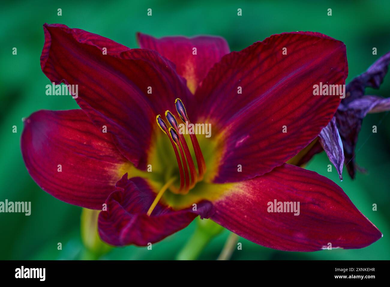 Lush colorful red crimson day lily flower in full bloom Stock Photo - Alamy