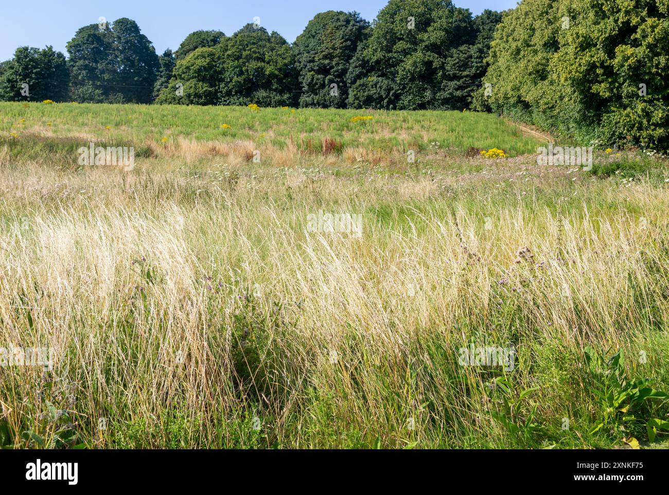 Martlesham Wilds, Suffolk Wildlife Trust farmland re-wilding project ...