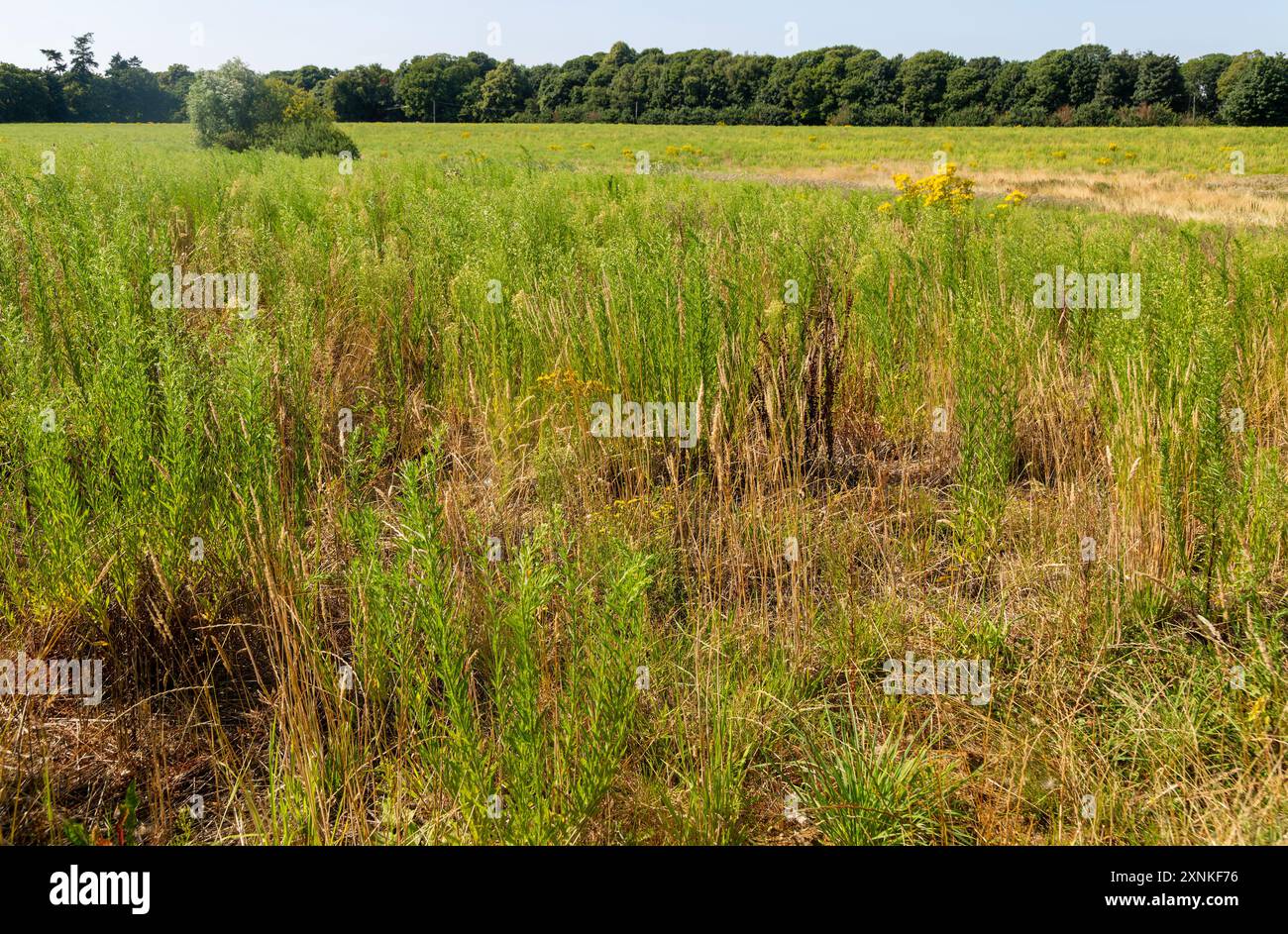 Martlesham Wilds, Suffolk Wildlife Trust farmland re-wilding project ...