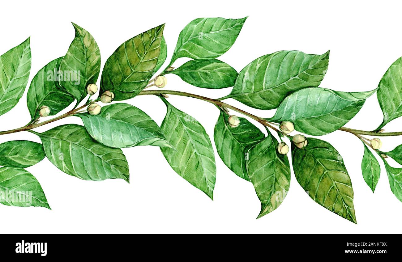 Laurel seamless pattern. Horizontal border with green leaves. Hand ...