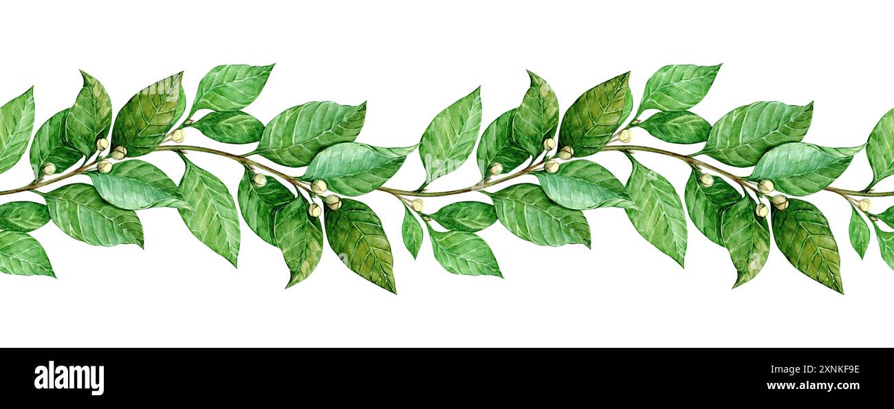Laurel seamless pattern. Horizontal border with green leaves. Hand ...