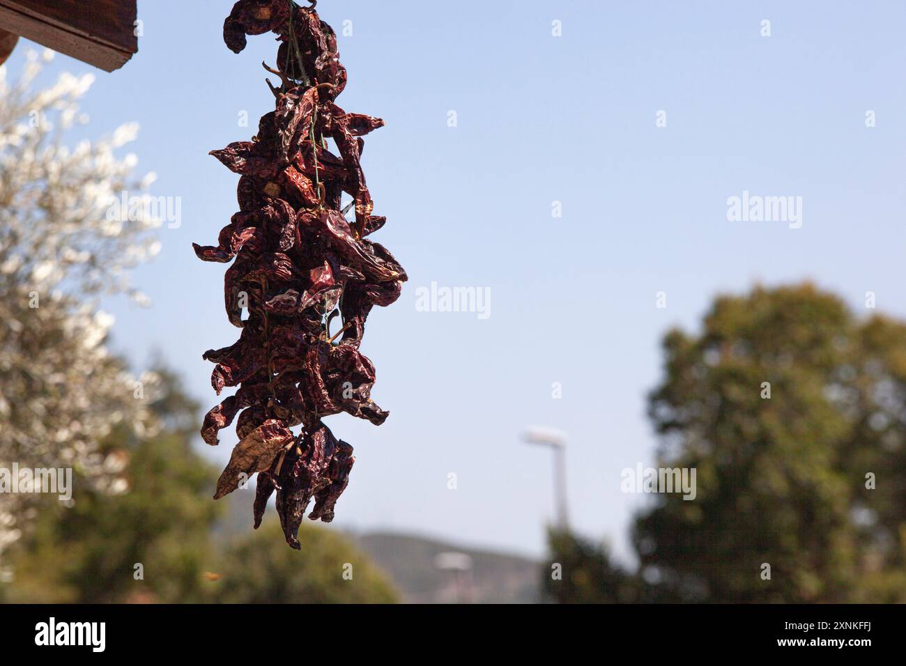 Dried chilli peppers hang in a bunch against a mountain and blue sky ...