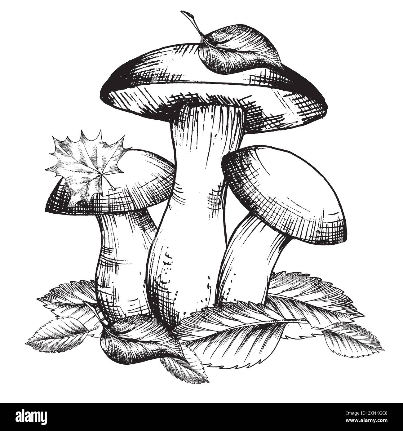 Edible forest mushrooms porcini, birch boletes, chanterelles with ...