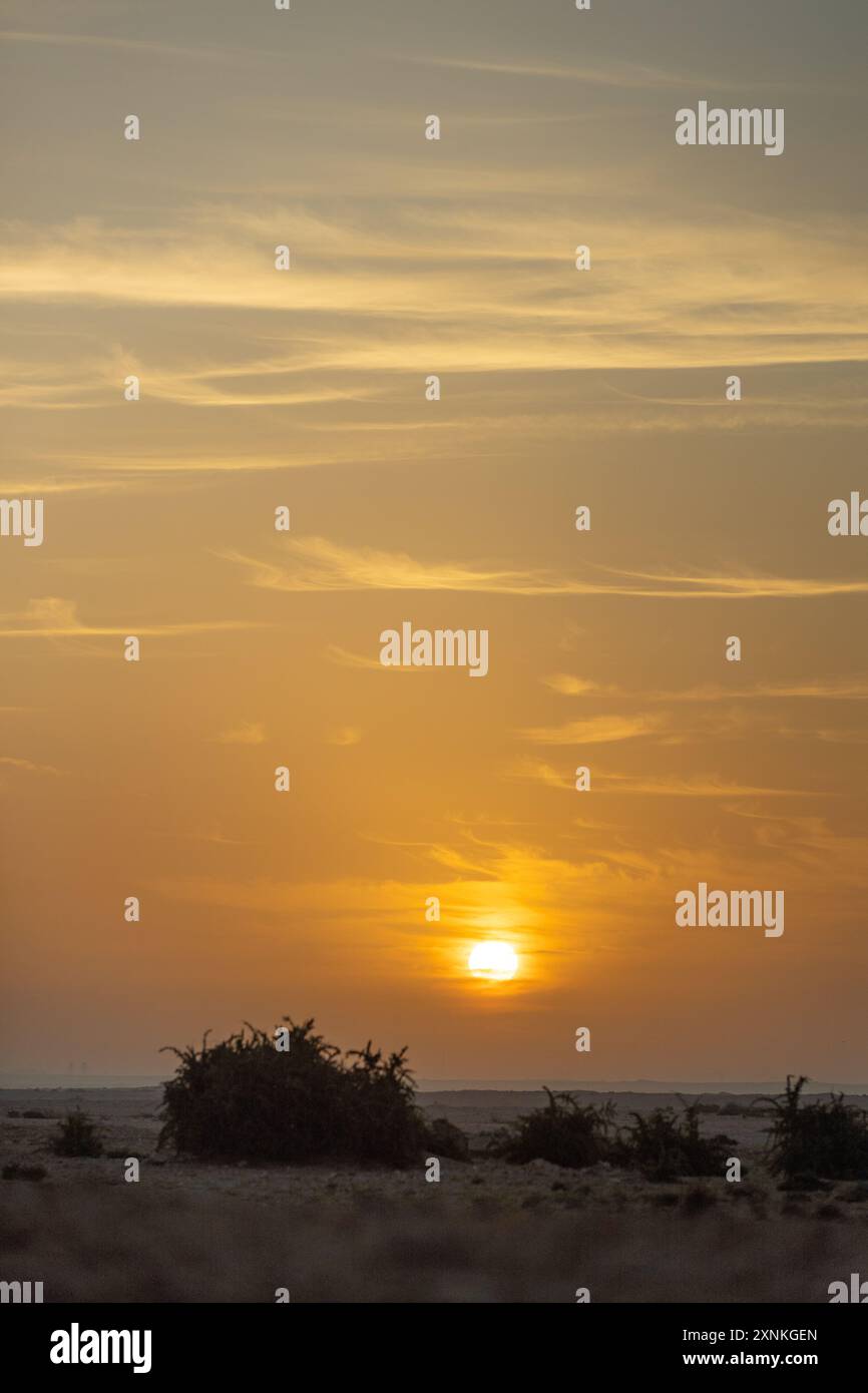 scattered bushes on the golden sand dunes at the golden hour with a ...