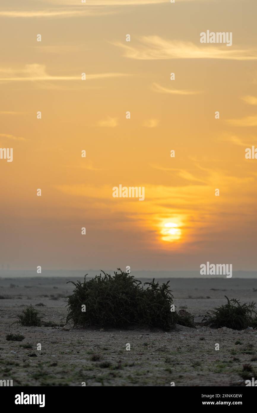scattered bushes on the golden sand dunes at the golden hour with a ...