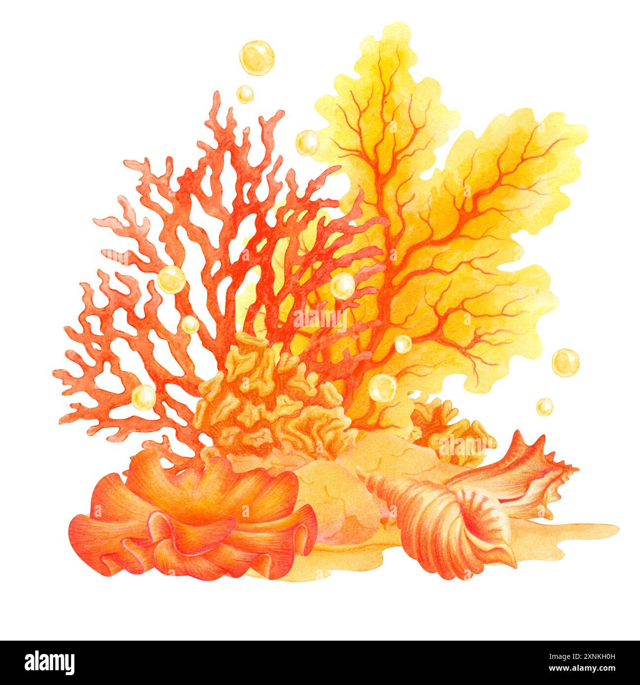 The seabed with corals, shells, seaweed and bubbles. Underwater world ...