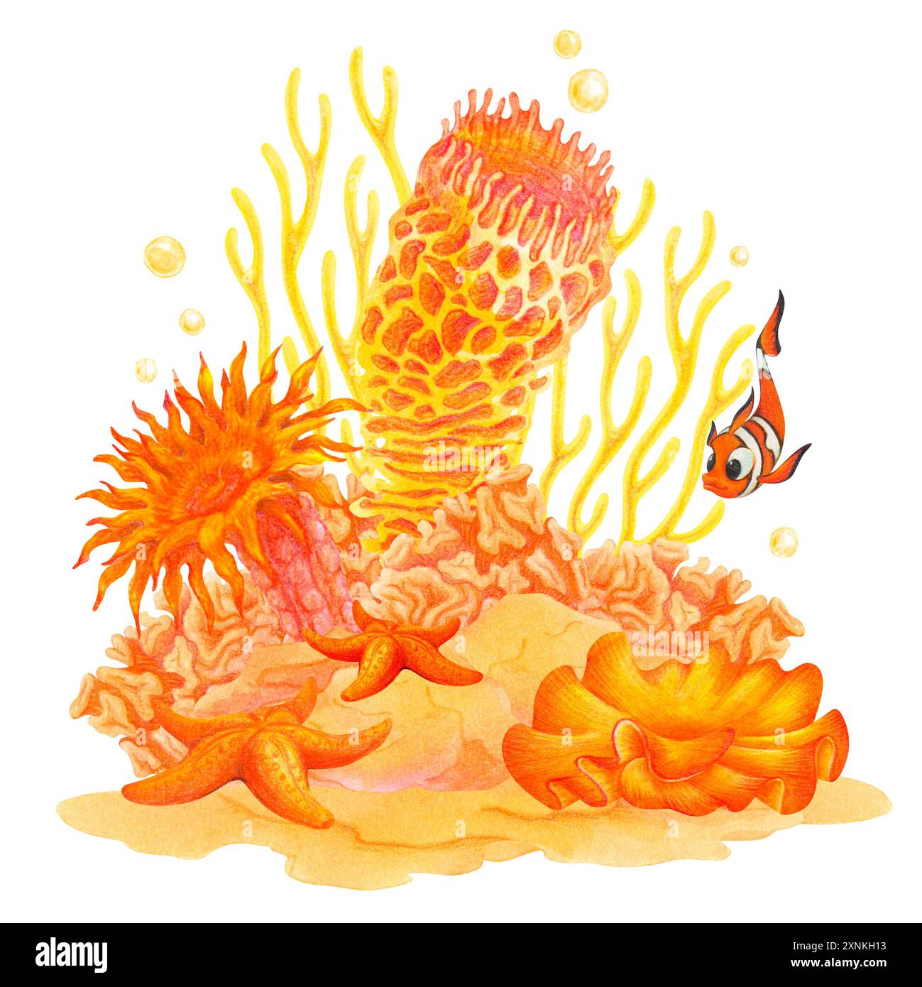 Seabed with corals, Clown fish, starfish. Underwater world Isolated ...