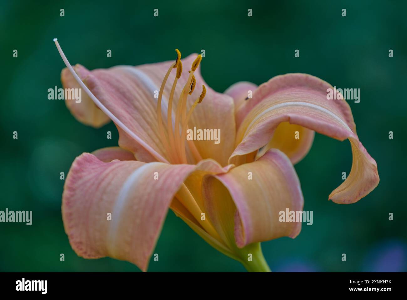 Abundant yellow lily blossom hi-res stock photography and images - Alamy