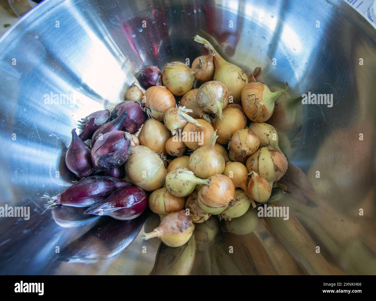 fresh red and yellow onions are in a steel bowl Stock Photo - Alamy