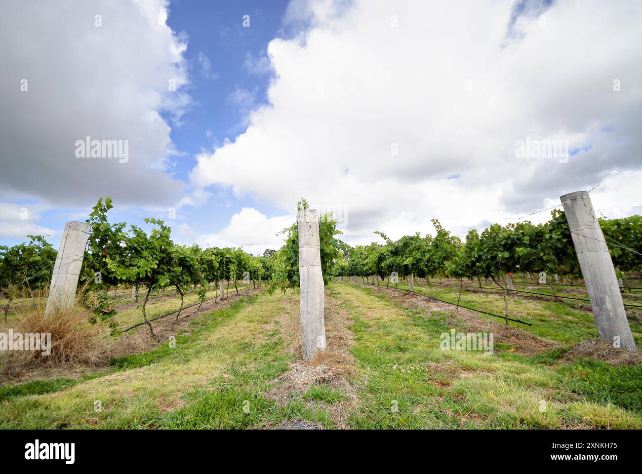 Summit estate wines hi-res stock photography and images - Alamy