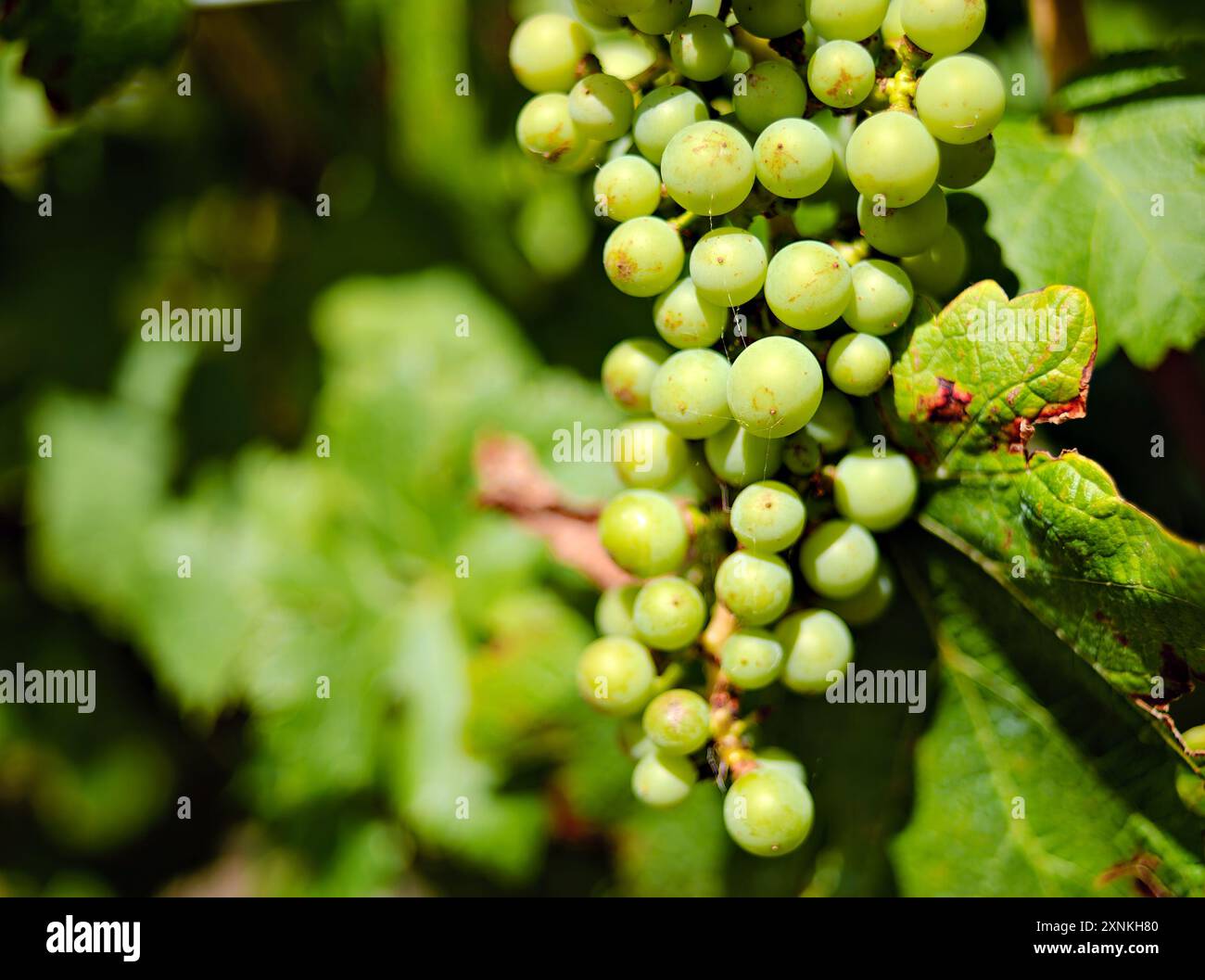 Things to do at summit estate winery hi-res stock photography and ...