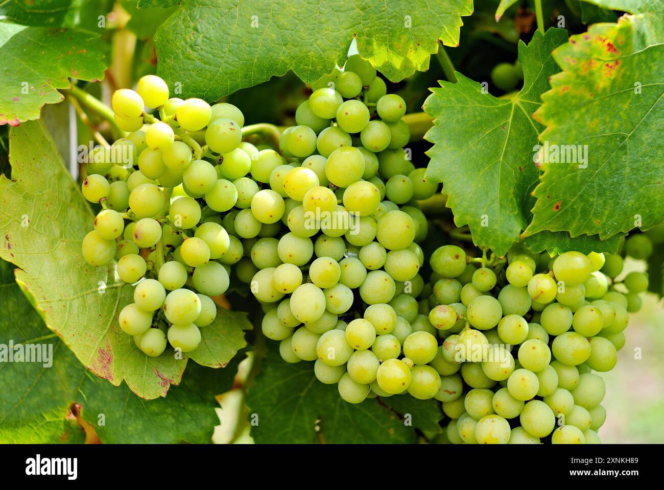 Australian cool climate wines hi-res stock photography and images - Alamy