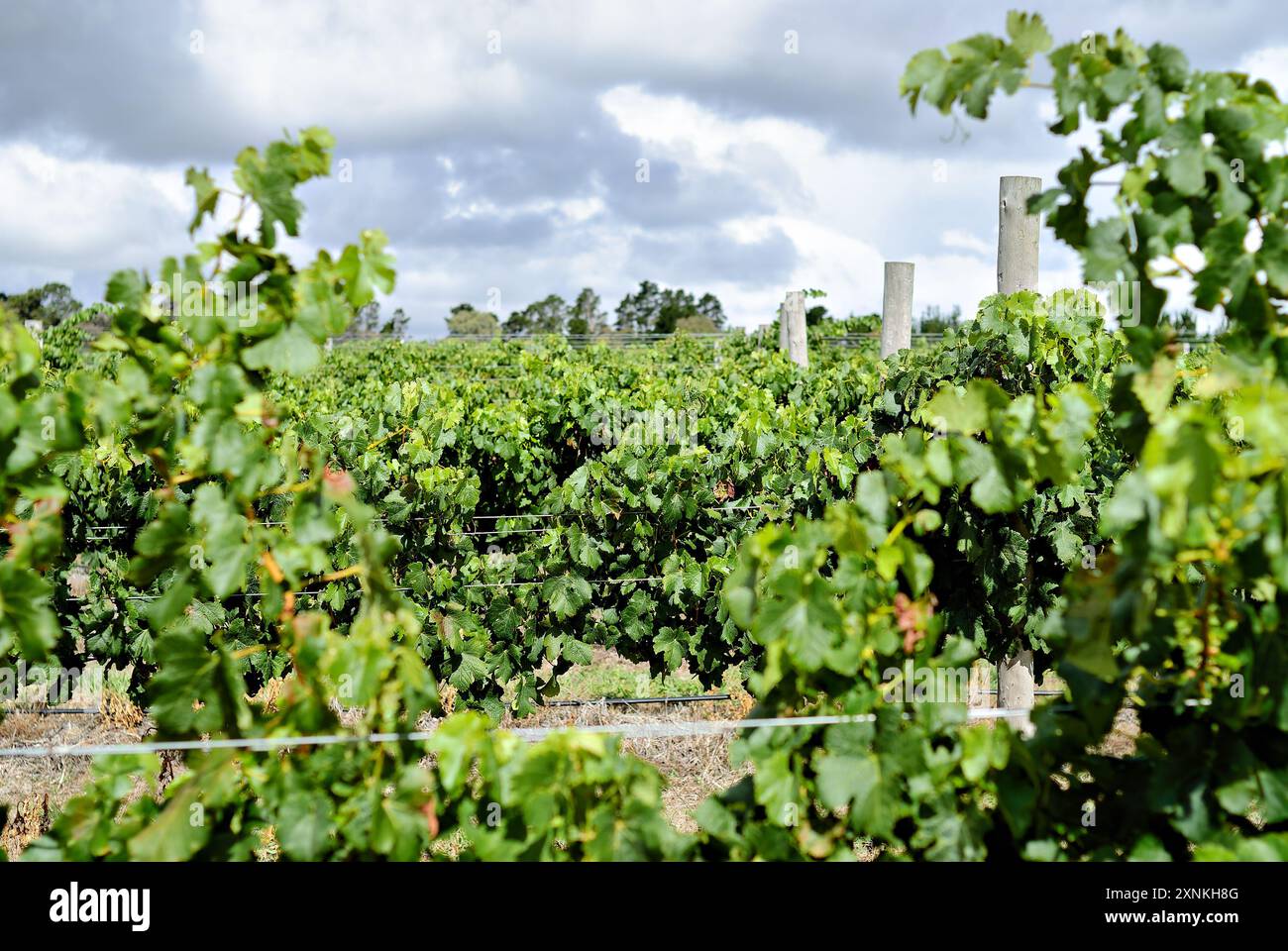 Grapes At Summit Estate Winery Stanthorpe Queensland // STANTHORPE ...