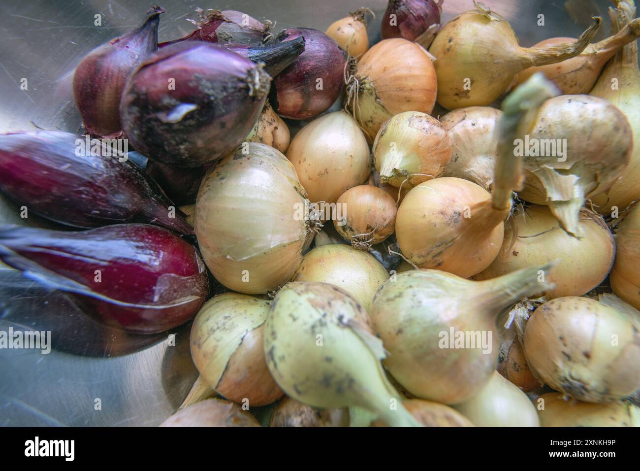 fresh red and yellow onions are in a steel bowl Stock Photo - Alamy