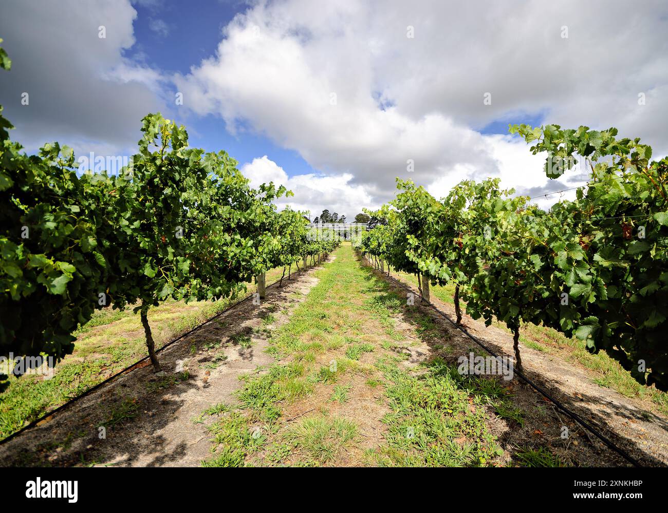Stanthorpe agriculture hi-res stock photography and images - Alamy