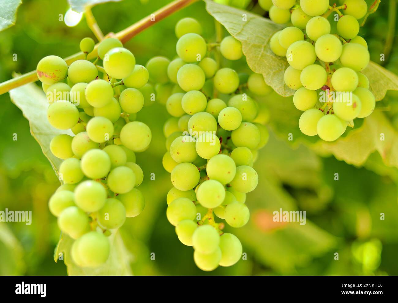 Things to see at summit estate winery hi-res stock photography and ...