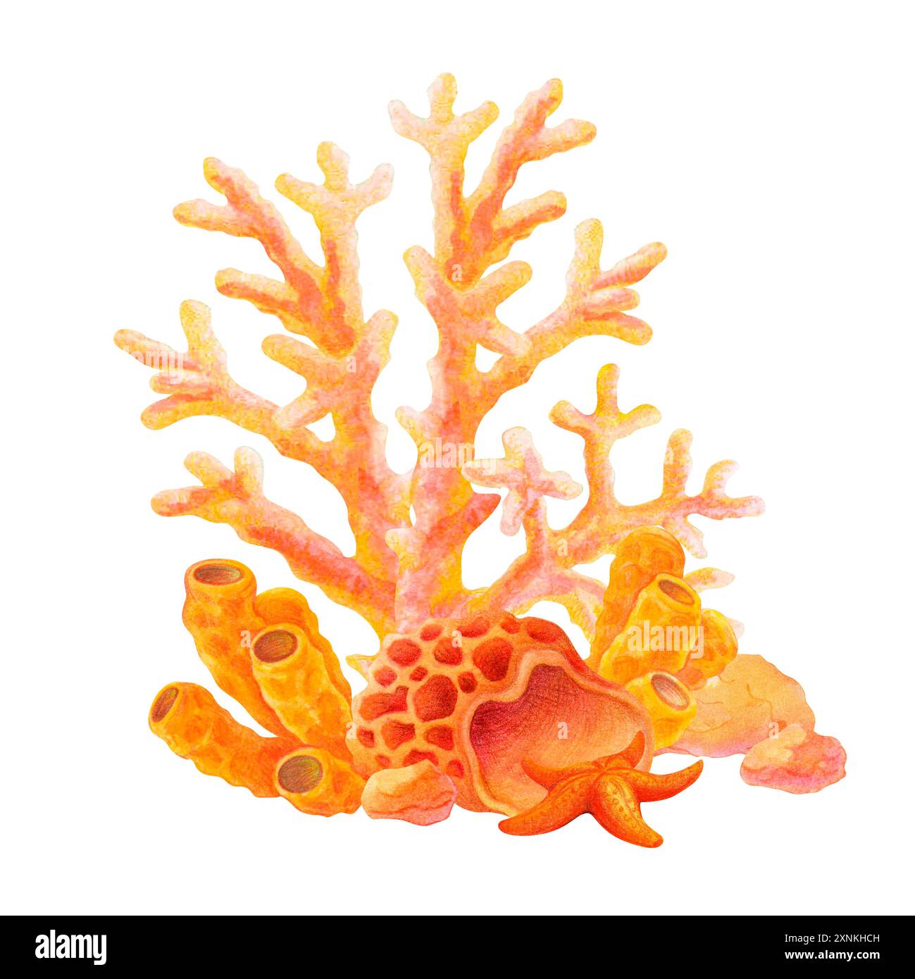 Underwater simple composition. Coral Reef with starfish and stones on a ...