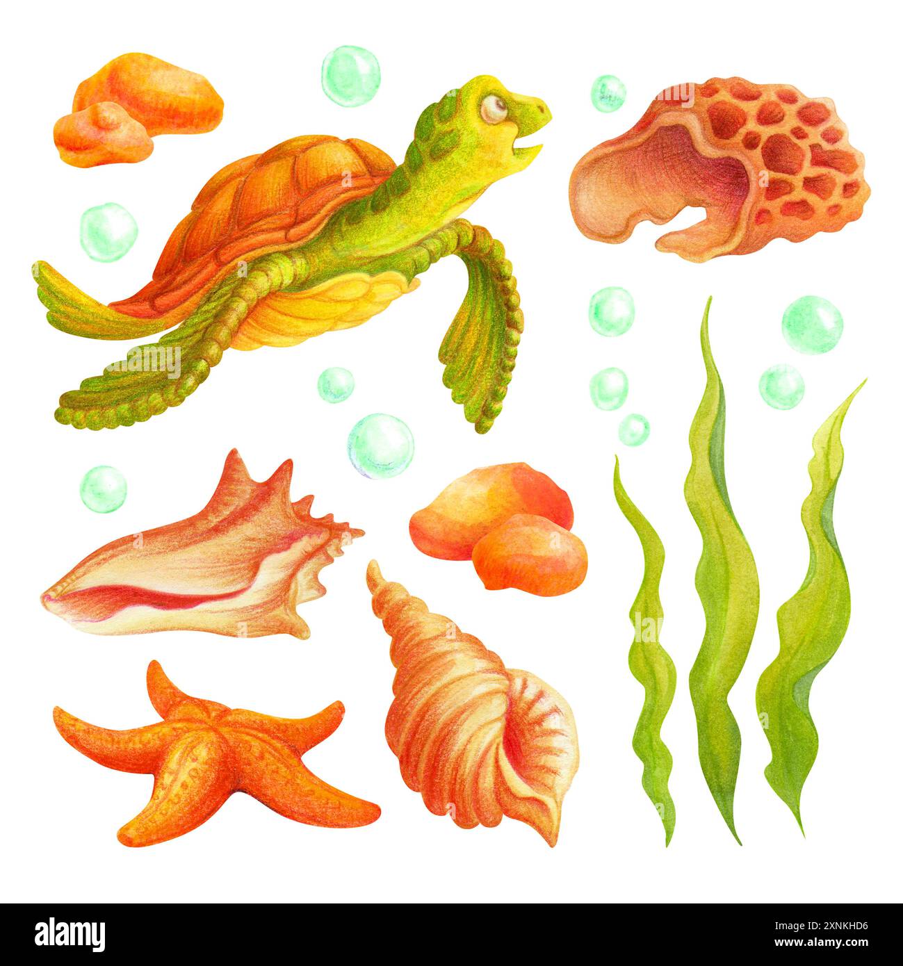 Watercolor set of marine fauna. Hand drawn sea turtle, starfish, shells ...