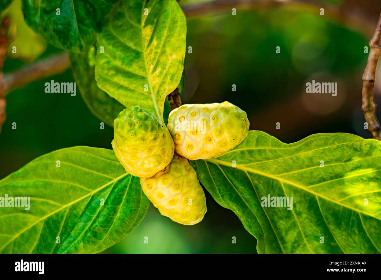 Great morinda, Tahitian noni, Indian mulberry, Beach mulberry fruit ...
