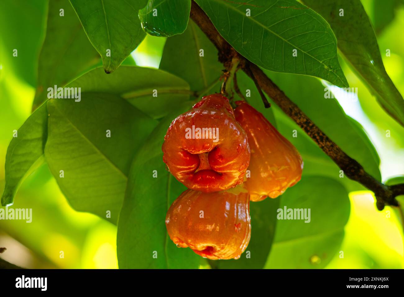 Red rose apples hi-res stock photography and images - Alamy