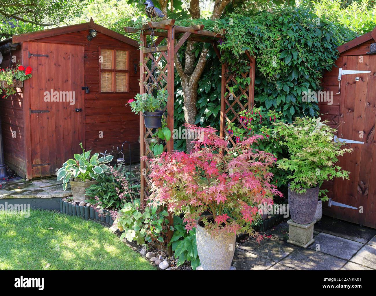 English back garden in Summer with wooden shed and arch and acer trees ...