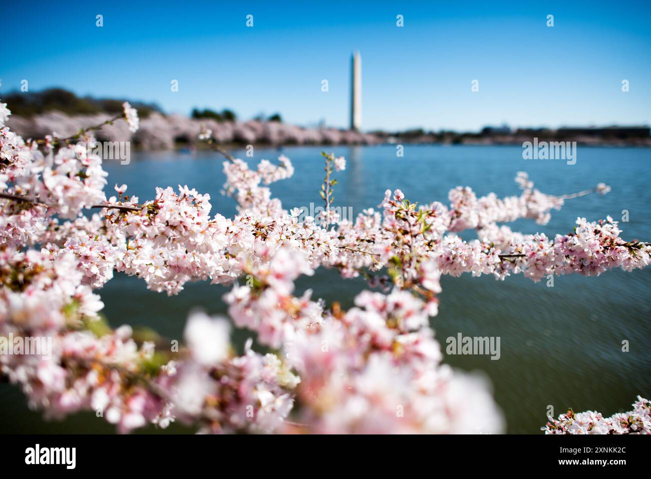 WASHINGTON DC, United States — The iconic cherry blossoms in Washington ...