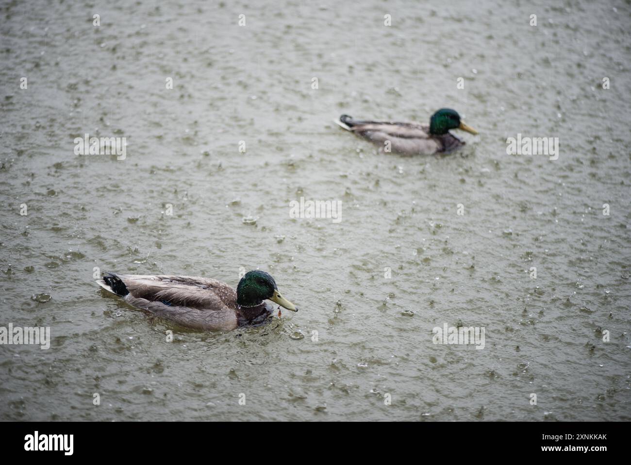 WASHINGTON DC — Two male mallard ducks swim on the surface of the Tidal ...