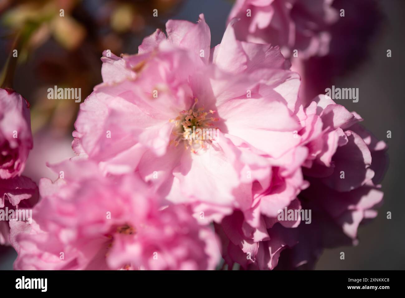 WASHINGTON DC, United States — Kwanzan/Kanzan cherry trees display ...