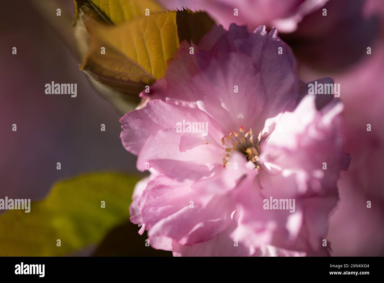 WASHINGTON DC, United States — Kwanzan/Kanzan cherry trees display ...