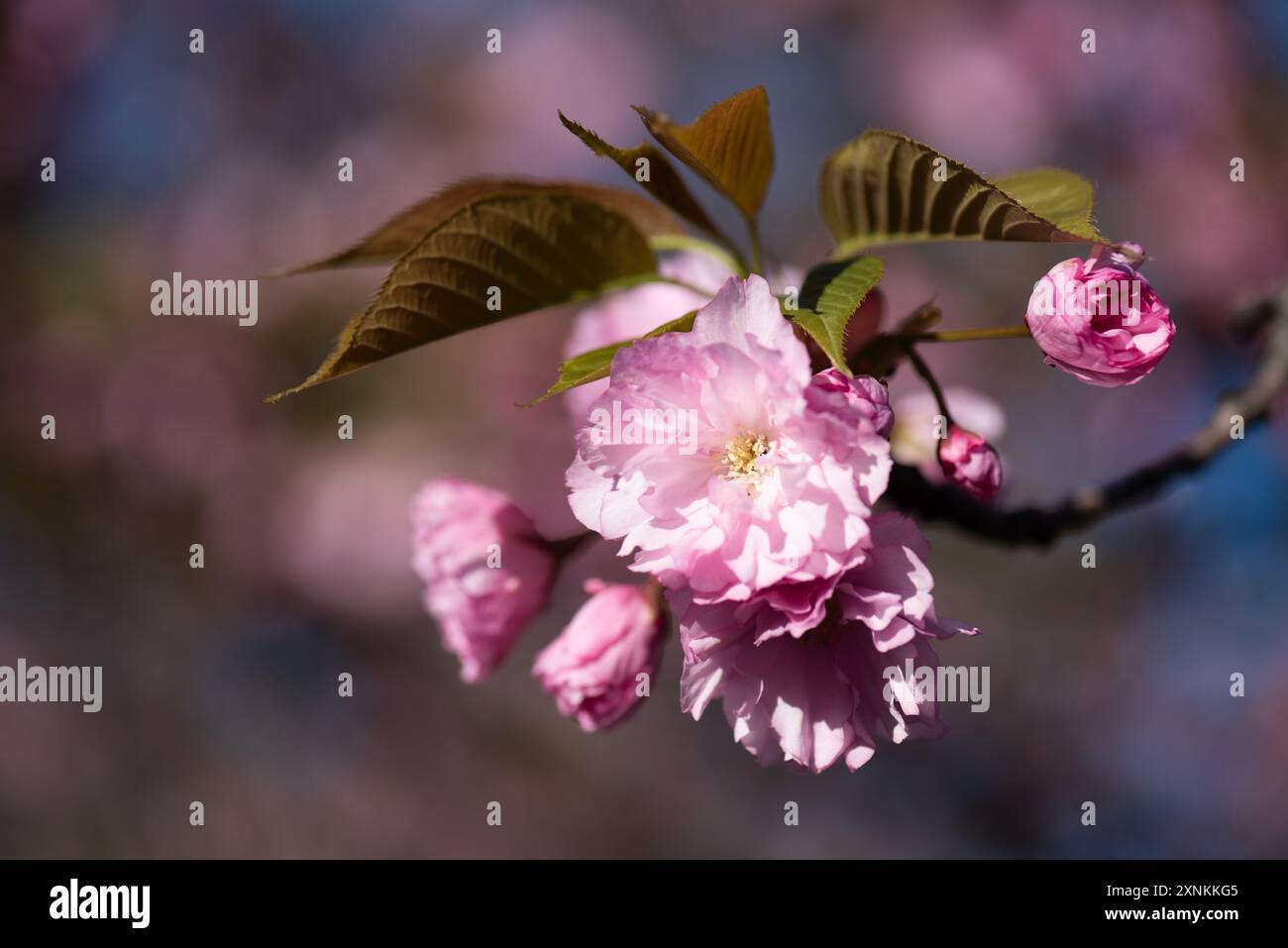 WASHINGTON DC, United States — Kwanzan/Kanzan cherry trees display ...