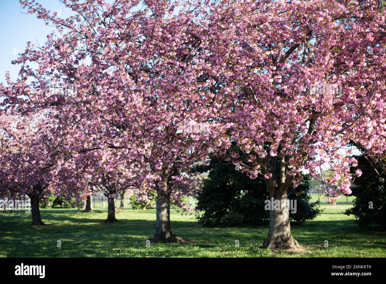 WASHINGTON DC, United States — Kwanzan/Kanzan cherry trees display ...