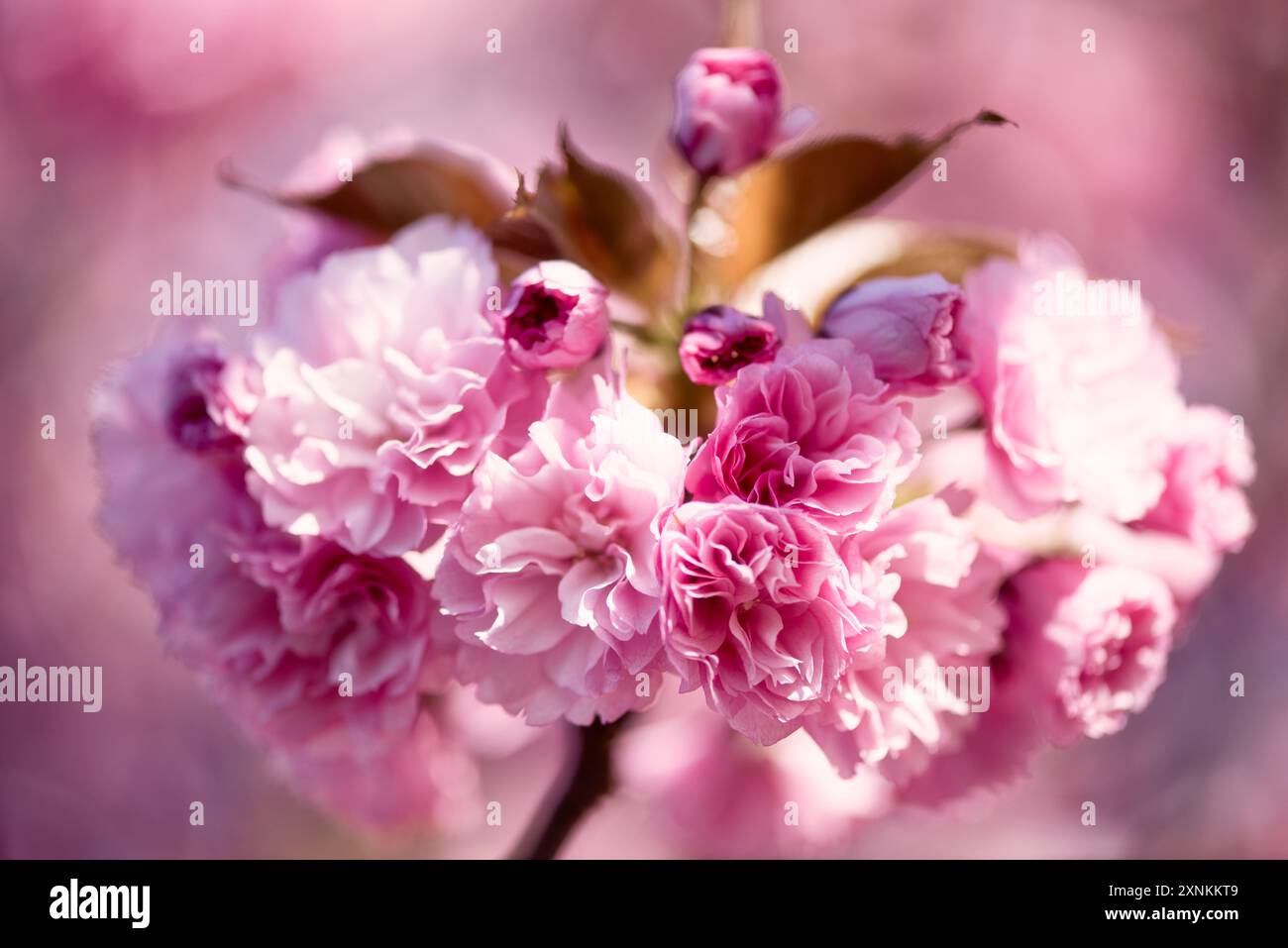 WASHINGTON DC, United States — Kwanzan/Kanzan cherry trees display ...